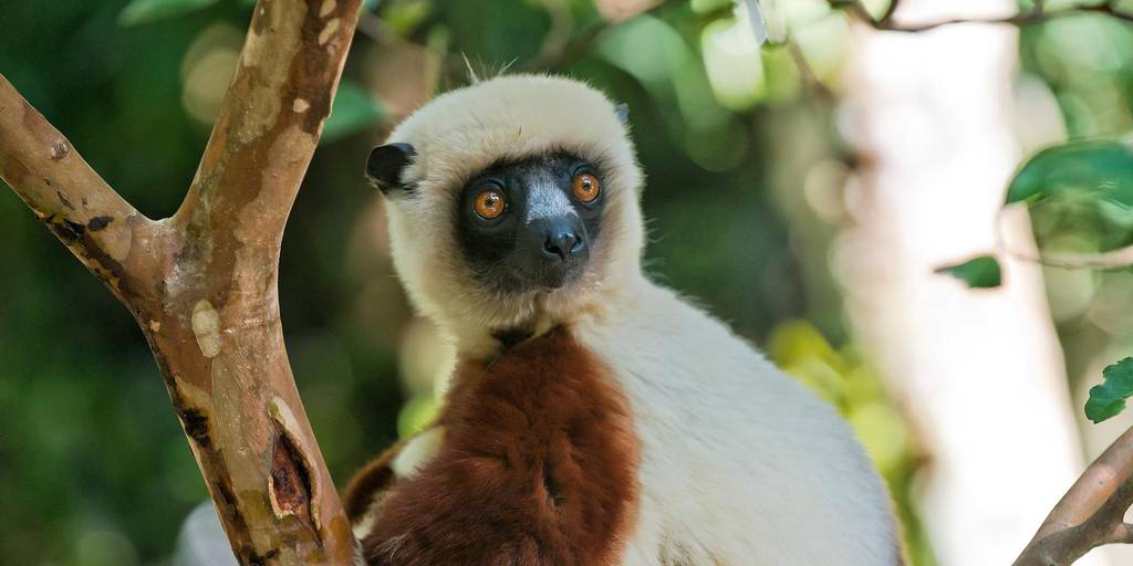 Viaje a Madagascar de 15 días: reservas naturales, lémures y baobabs