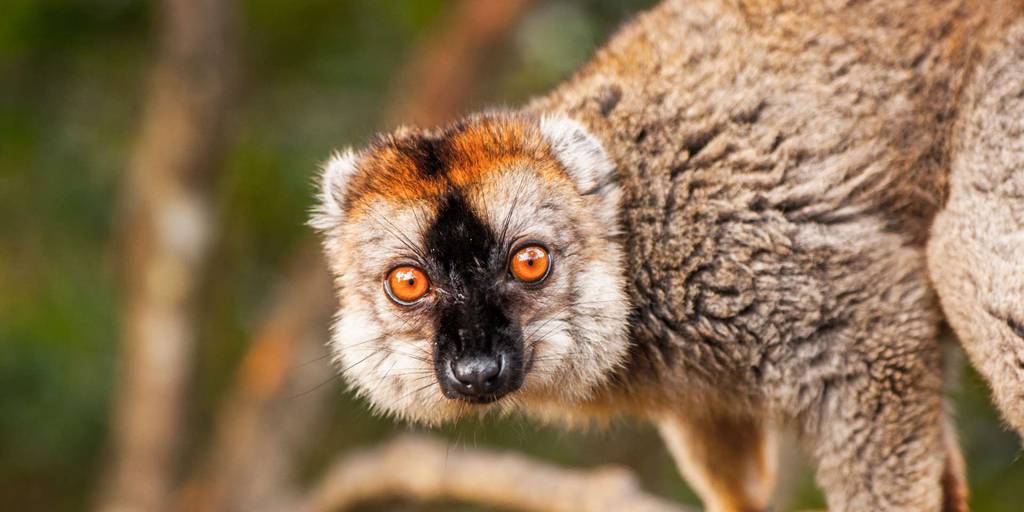 Viaje a Madagascar al completo de 19 días: baobabs, Bekopaka y playas ...