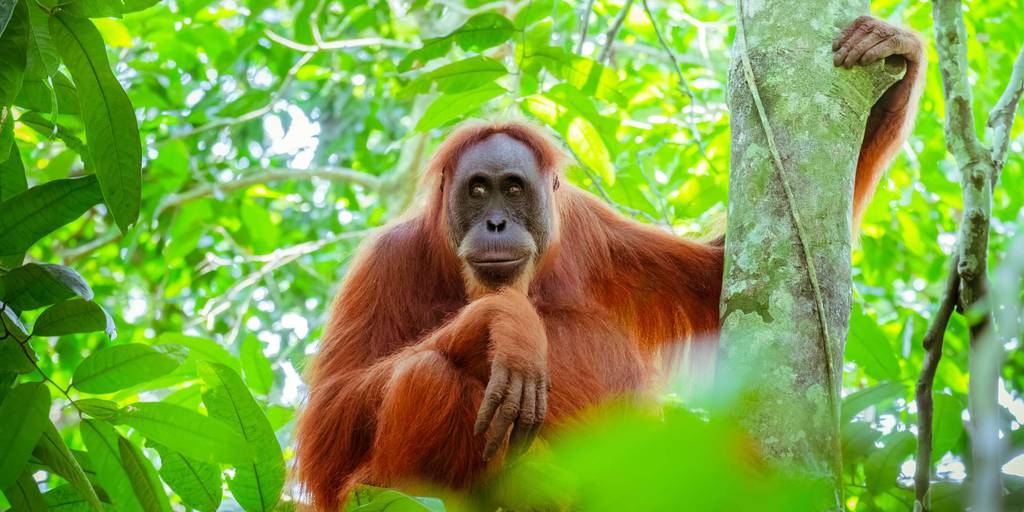 Viaje a Bali y Java con orangutanes de Borneo en 13 días
